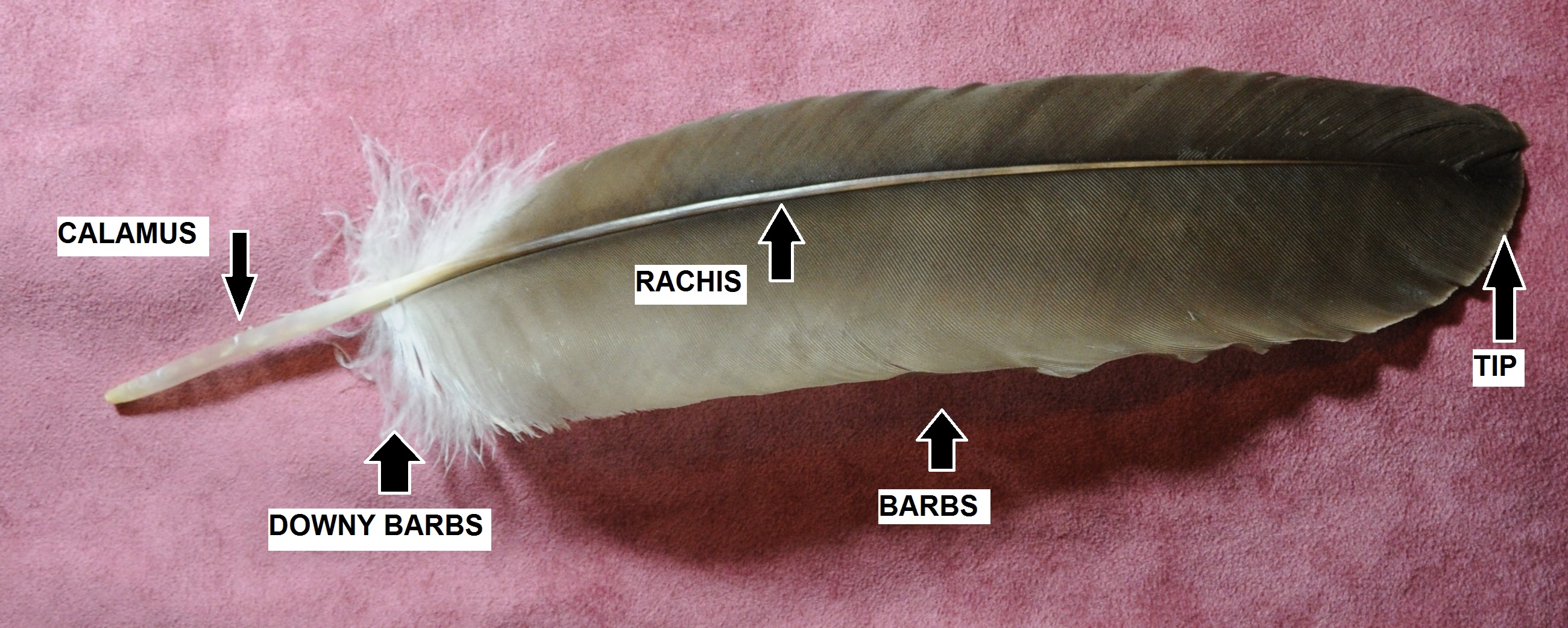 The Feather Pyrography Tutorial wood burning – Pyrography Made Easy